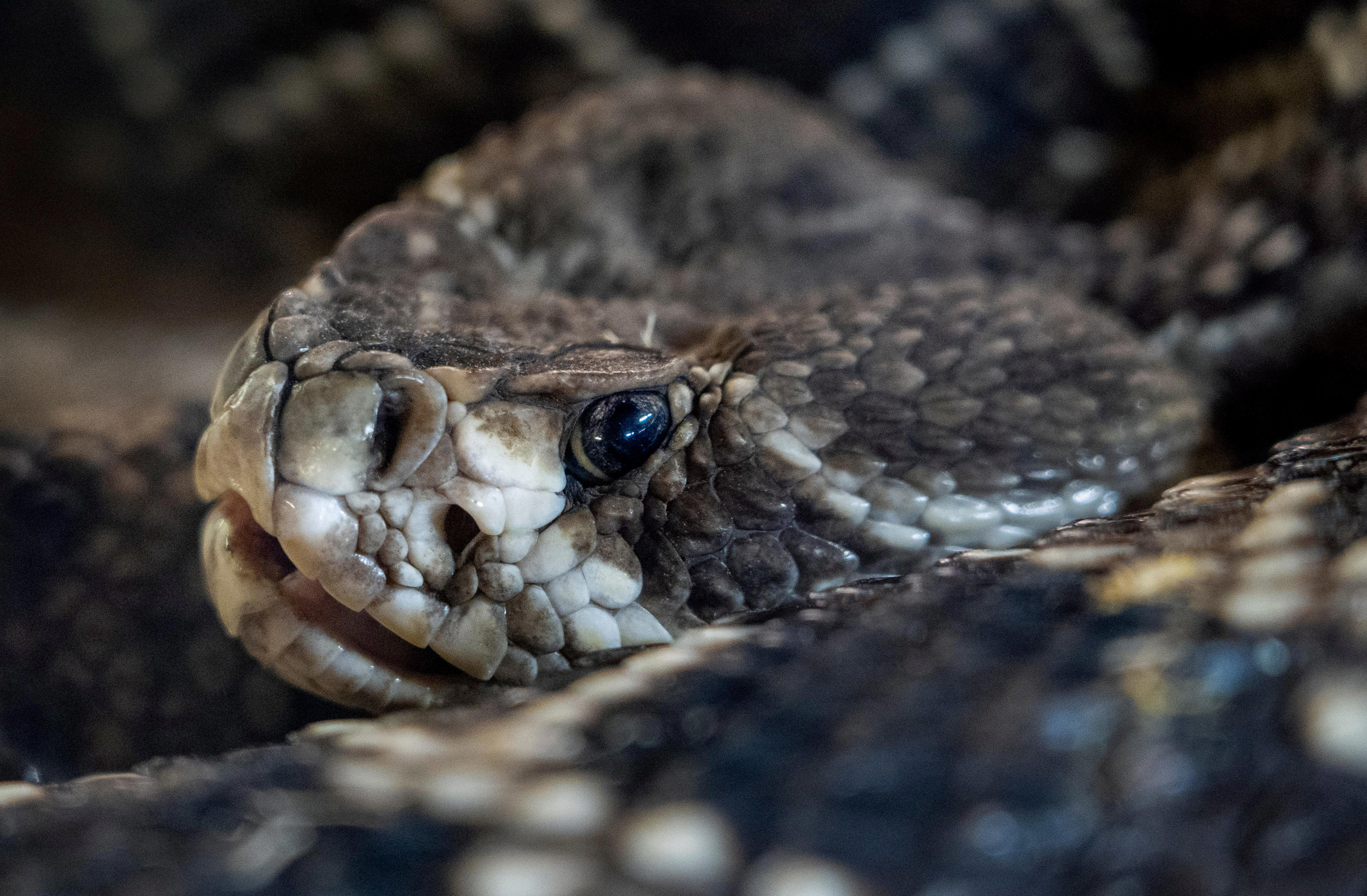 Where in Georgia does WorldAtlas say is a 'hotspot' for rattlesnakes?