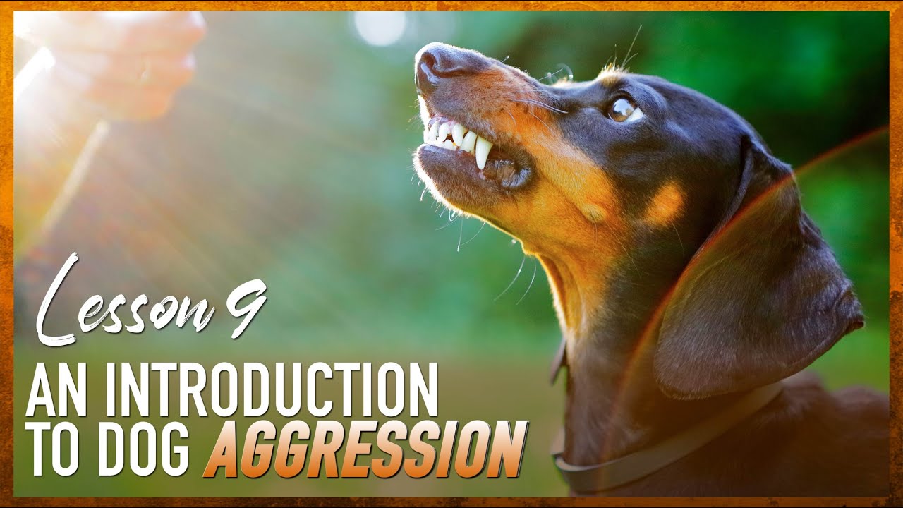 An Introduction to Dog Fear and Aggression