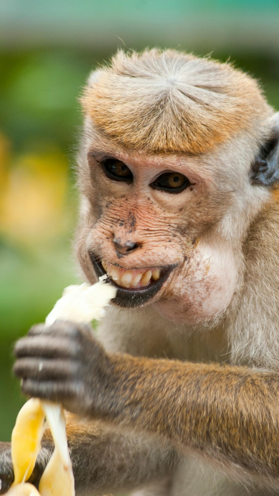 Unbelievable monkey facts you probably didn’t know