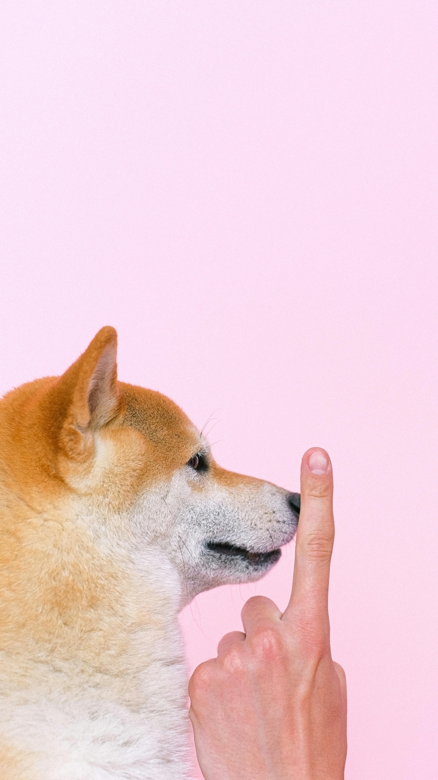 Common dog training mistakes to avoid