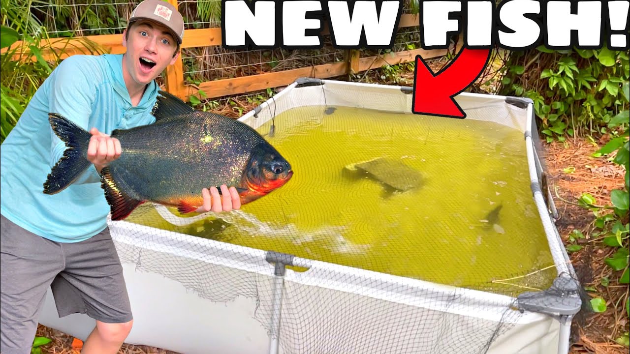CATCHING PIRANHA FISH For My NEW EXOTIC POND!!