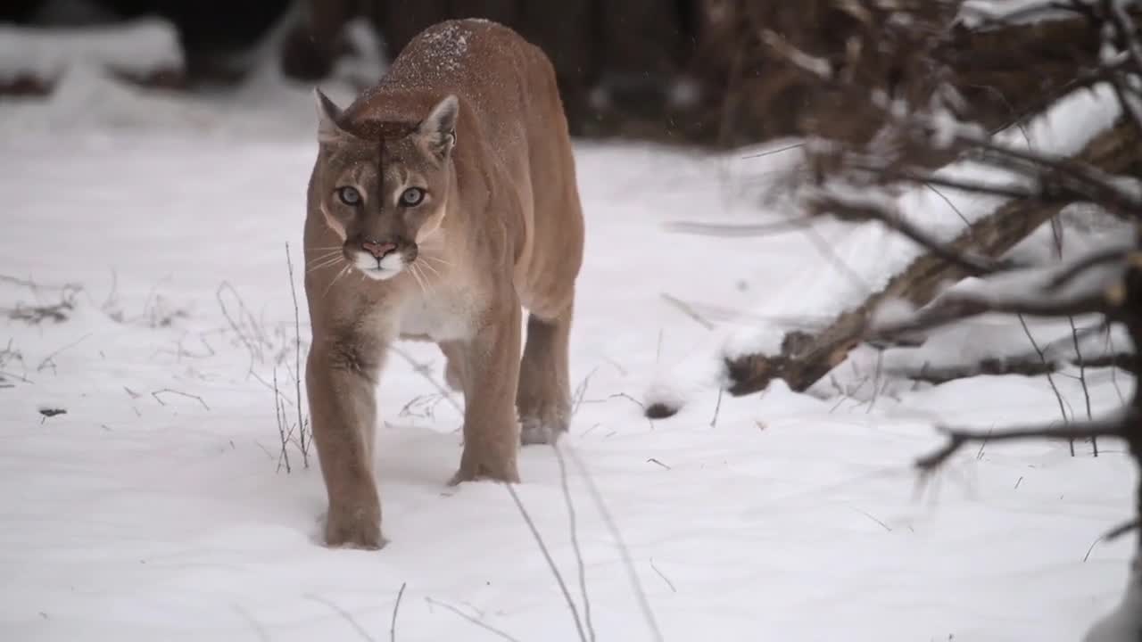 Inside the Leopard's Lair: A Stunning Visual Journey