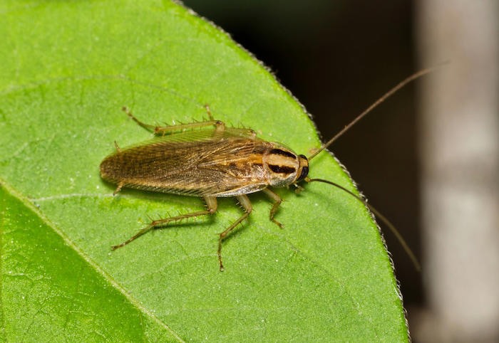 Why These Cockroaches Are Now Flying Into Homes