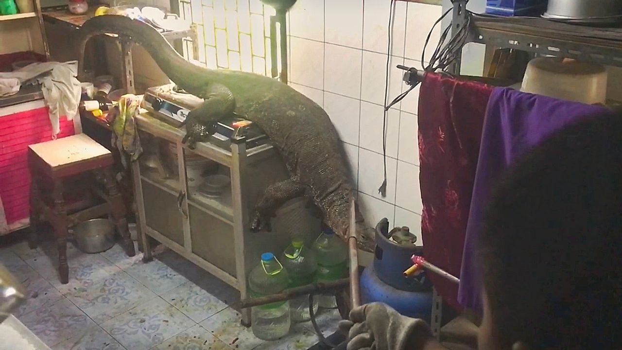 Famiglia trova un enorme lucertolone 'Godzilla' in cucina