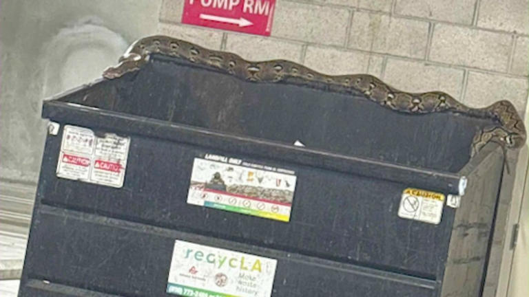 20-foot python found in dumpster in downtown Los Angeles apartment complex
