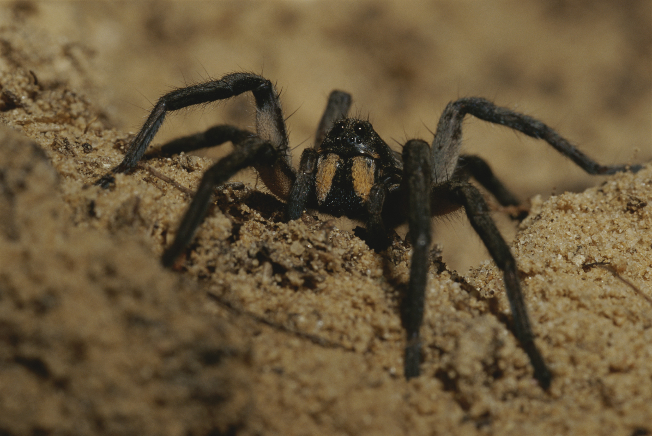 Tarantula mating season warning issued: "Enough problems"