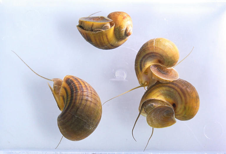 Seeing with fresh eyes: Snails as a system for studying sight restoration