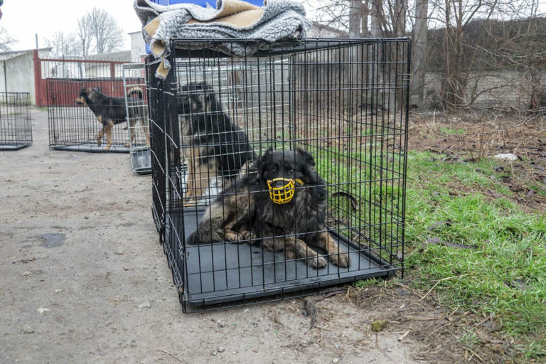 Cani randagi attaccano escursionisti nel napoletano, rintracciati dai ...