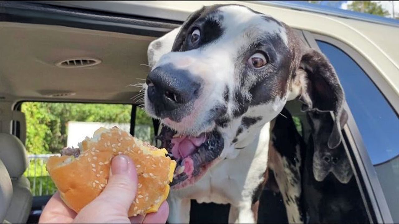 Funny Dog And Cat Videos Boost Your Mood Instantly