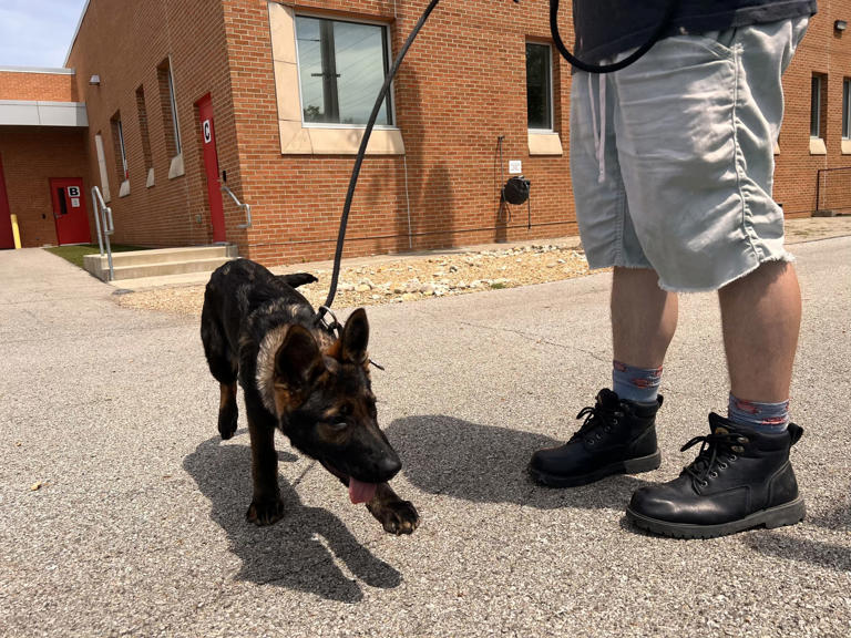 Pilot Dogs enters a new chapter in service dog training