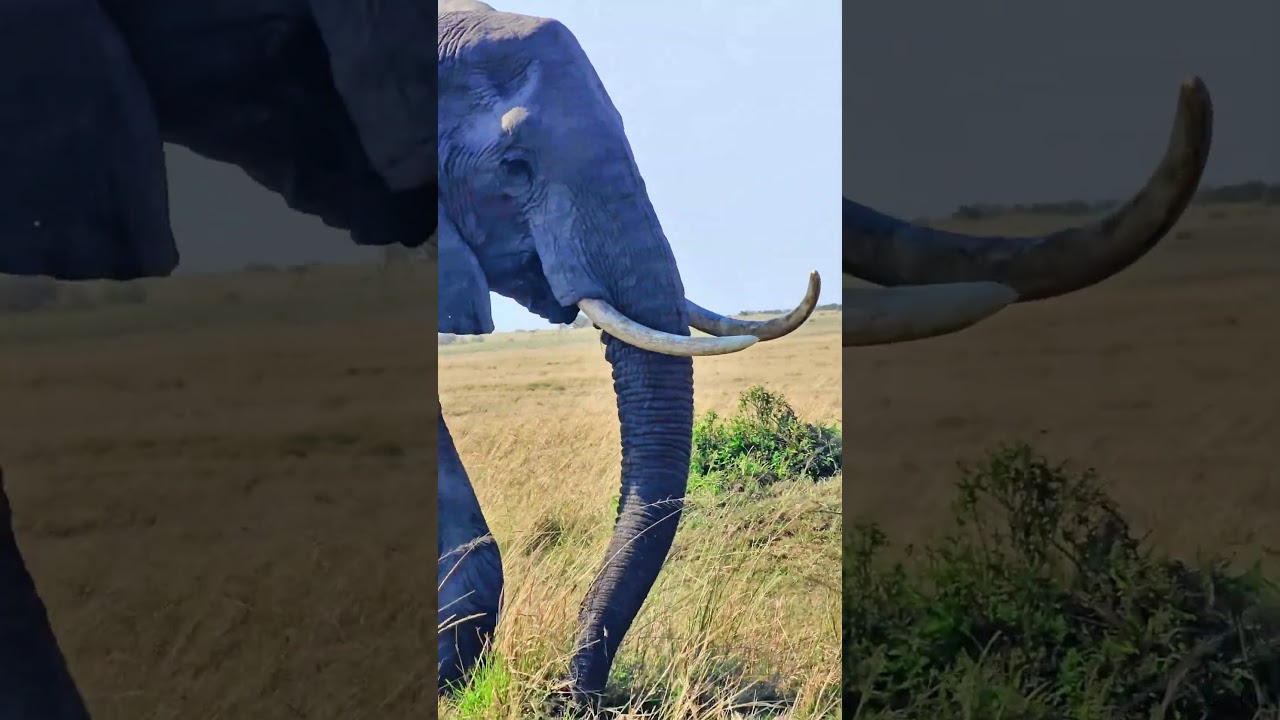 Check out elephant tusks spotted in Mara plains