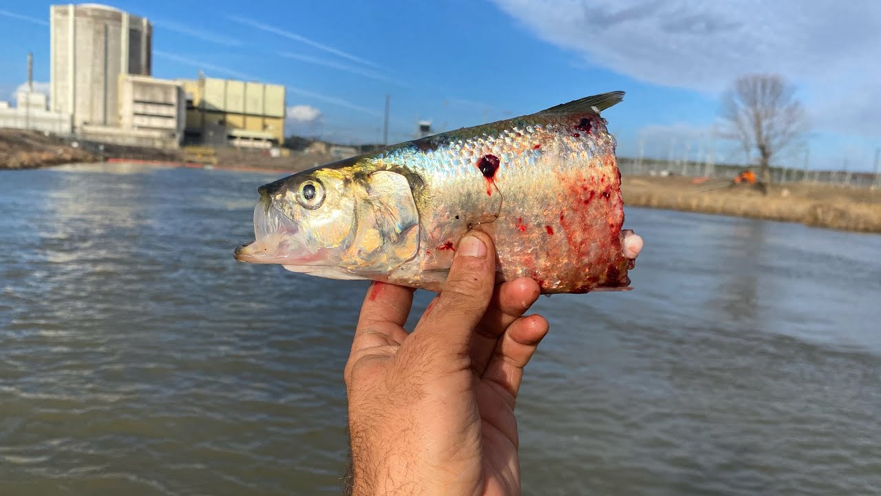 River fishing with chunks of meat for whatever bites today