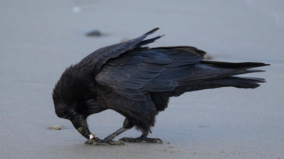 Some crows can remember over 100,000 hiding places.