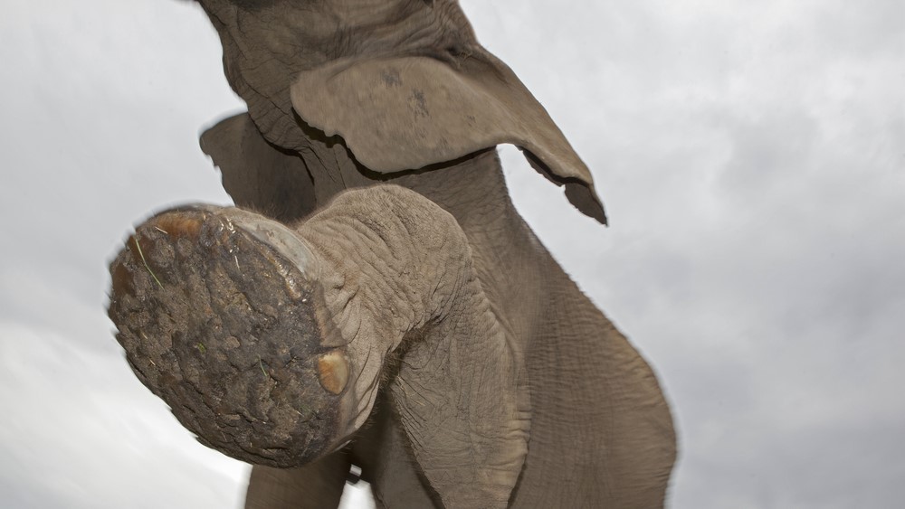 Rogue elephant kills 22 as authorities hunt violent animal