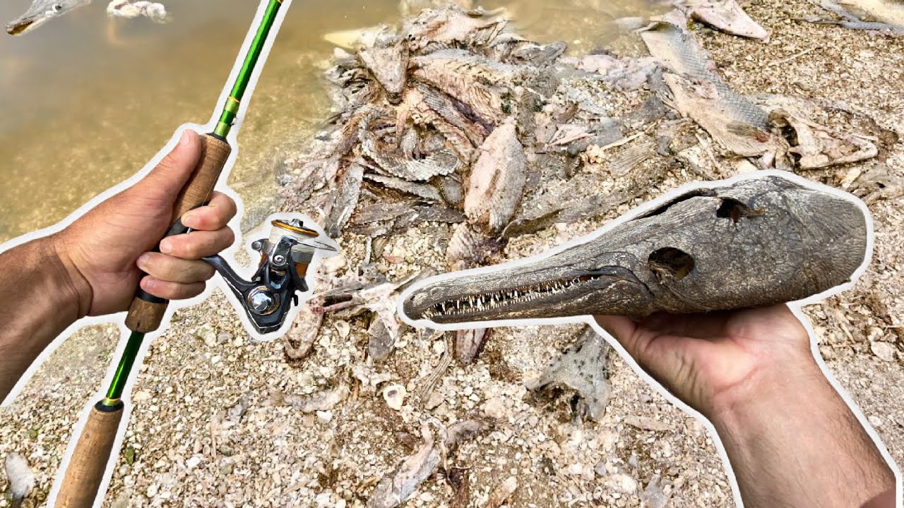Disturbing bait makes fish go crazy in gar graveyard