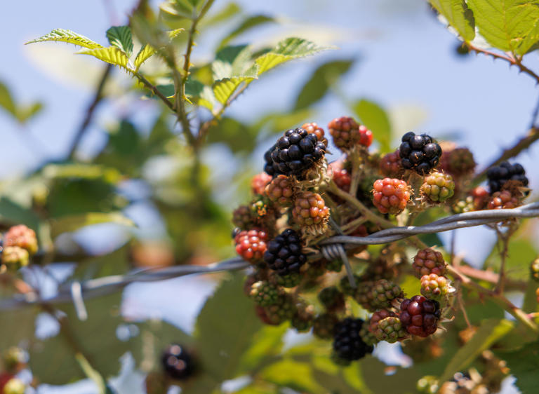Battling blackberries: How to rid your garden of the most invasive ...
