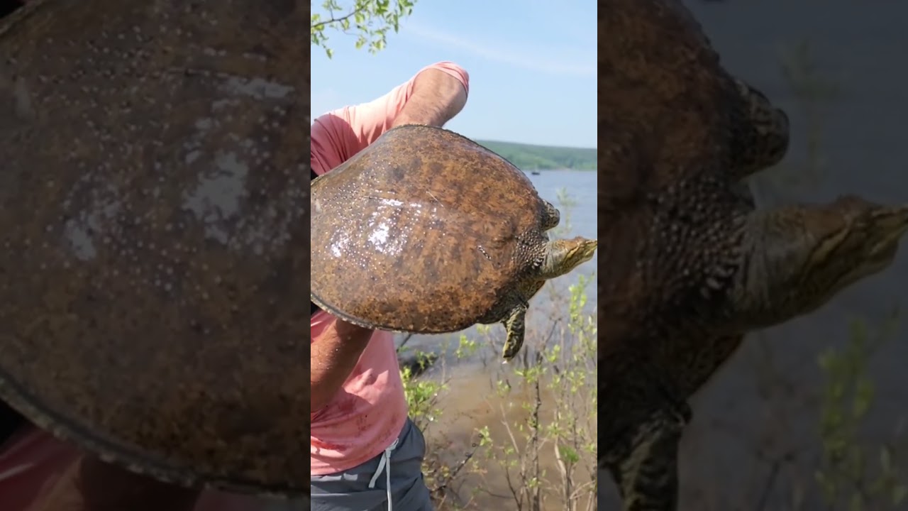 Huge turtle almost stole my fishing rod during trip