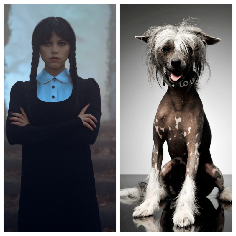 5 Dog Breeds That Give Off Wednesday Addams Vibes, According to Vets