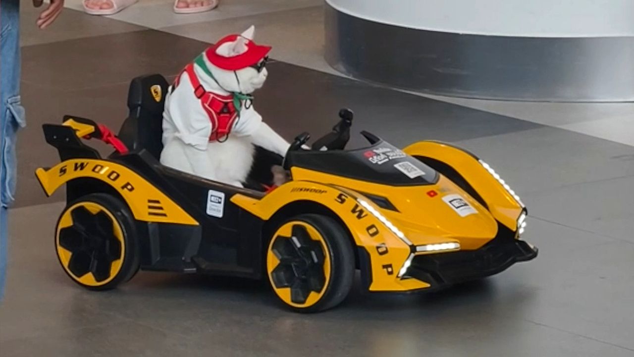 Un gato muy cool se roba el show en su Ferrari eléctrico durante una ...