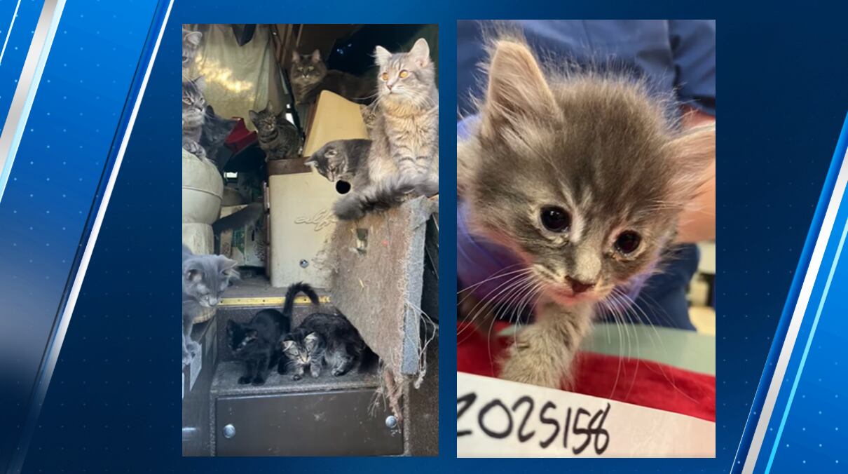 80 cats, kittens rescued from trailer in Graham
