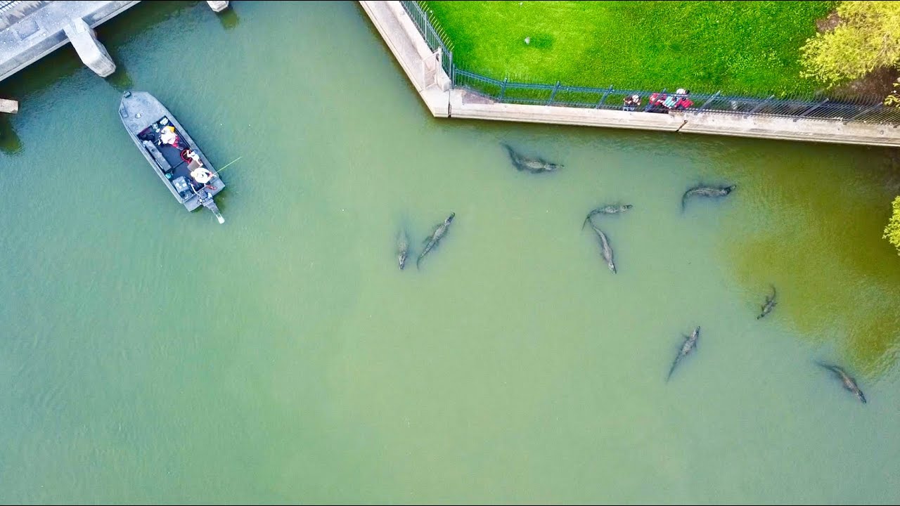 Gator-infested spillway loaded with monster fish danger