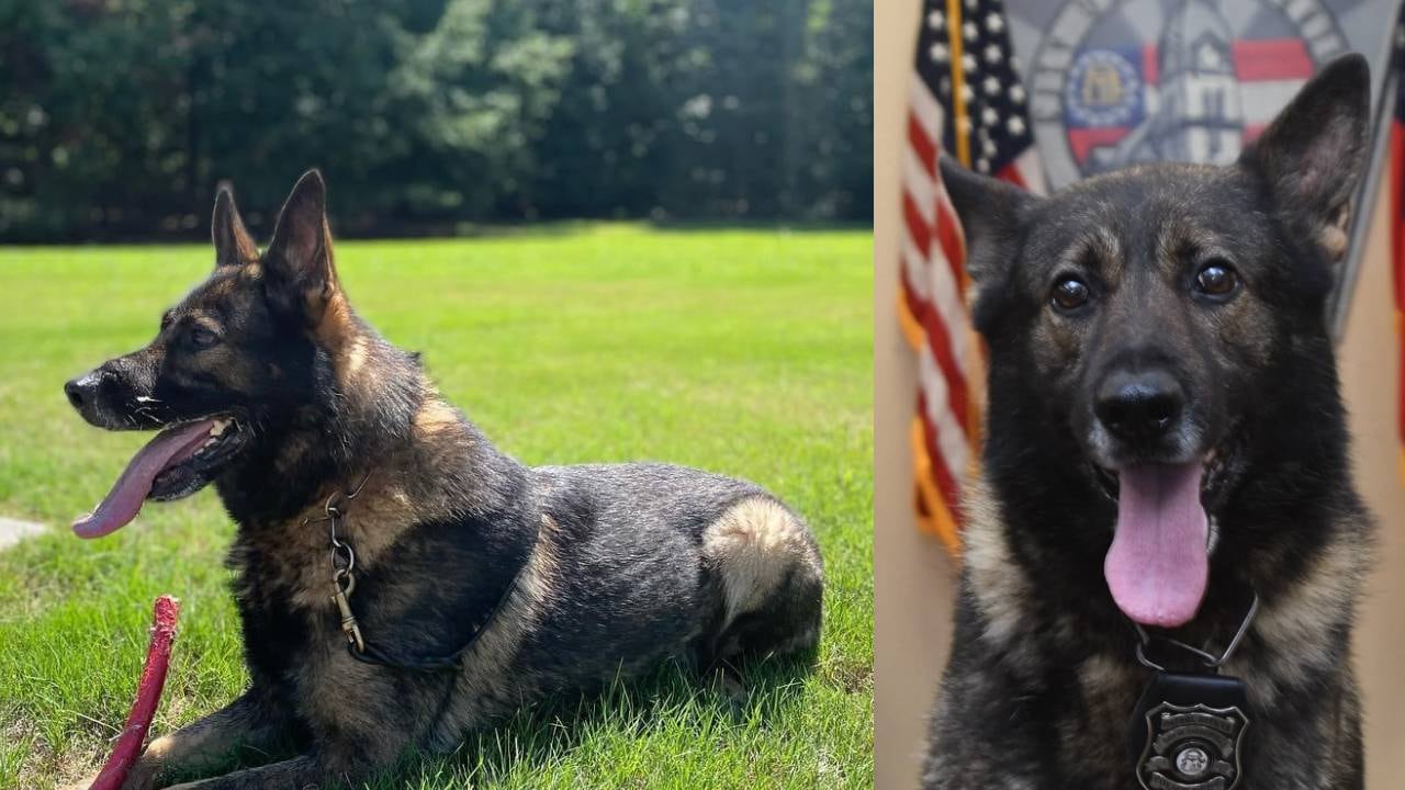 Fayetteville police mourn death of K9 officer