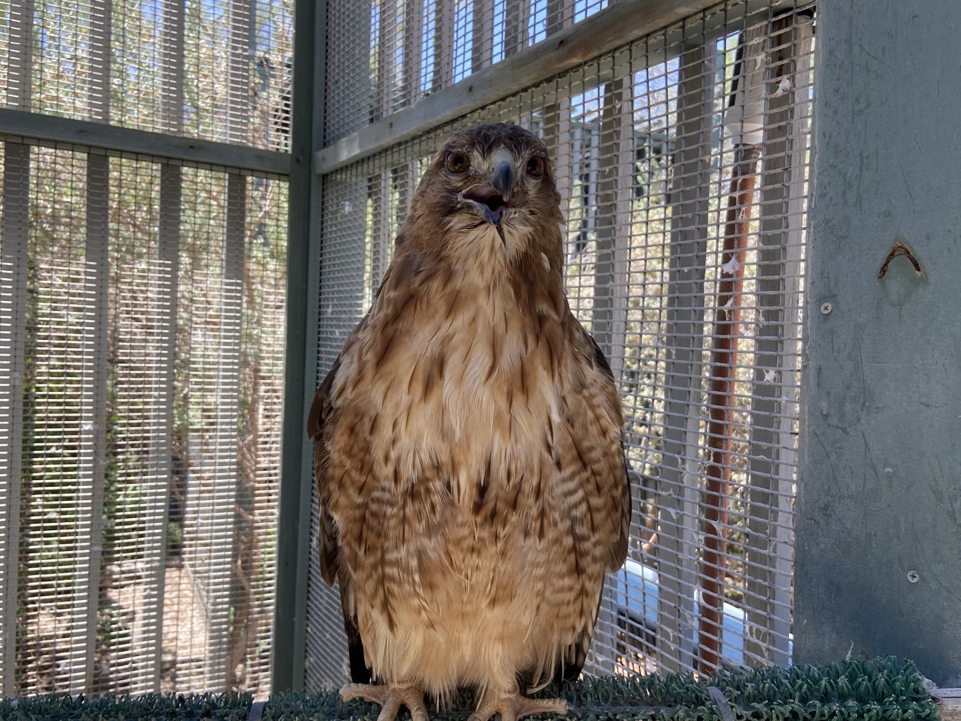 A disease is sickening Phoenix-area birds. Here's how its spread can be ...