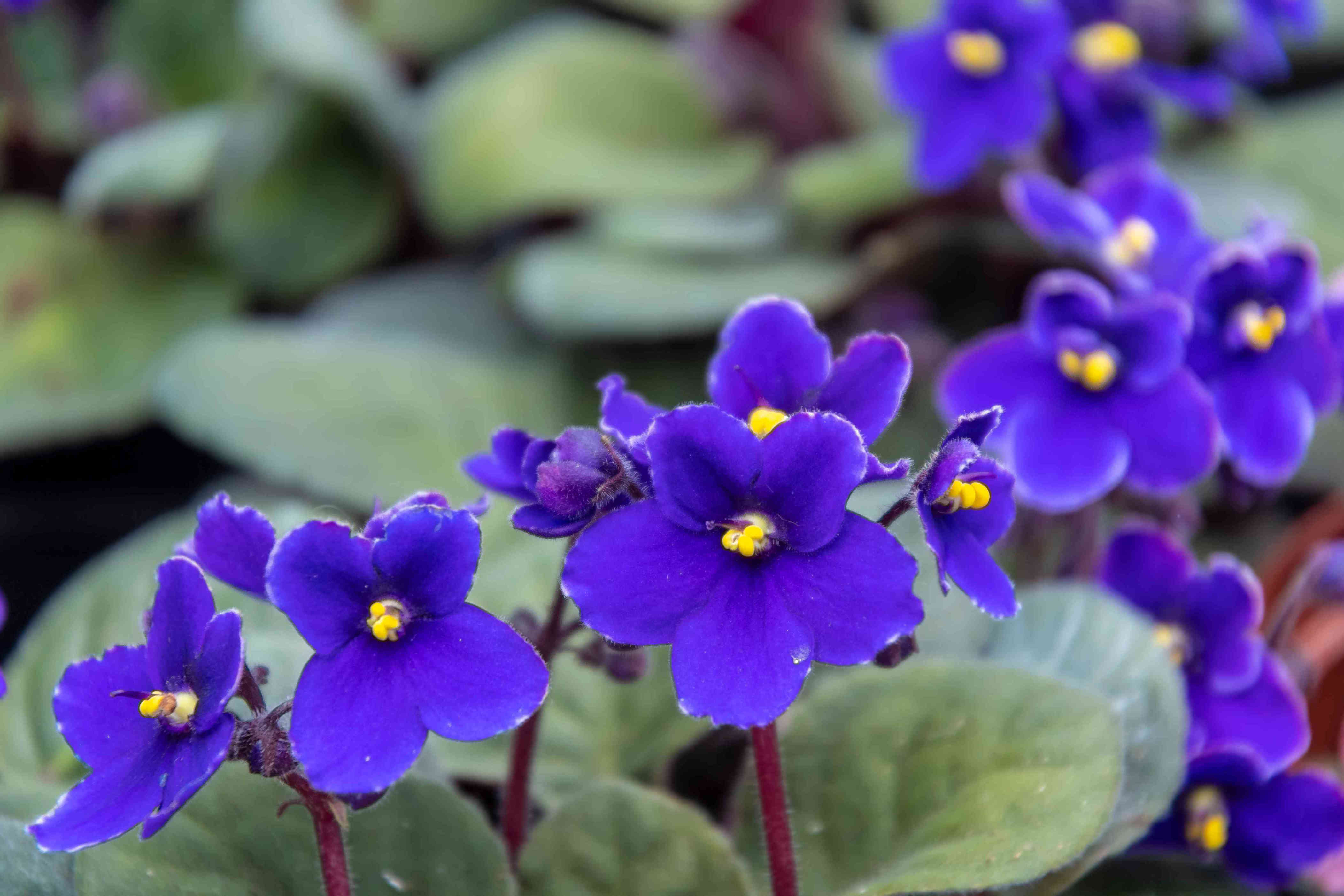 How To Get Rid Of Violets Taking Over Your Lawn