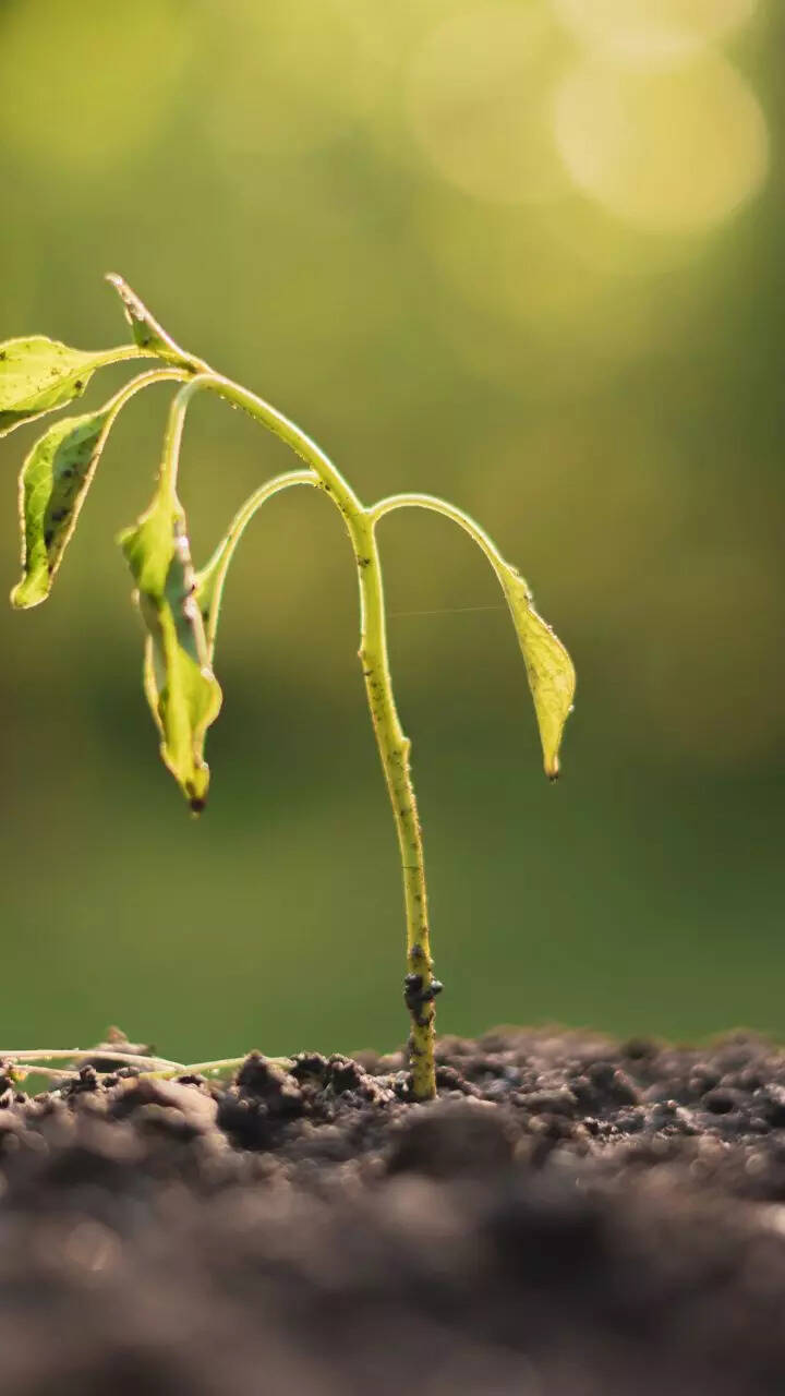 Do the plants in your balcony garden keep dying? 5 things to add to ...