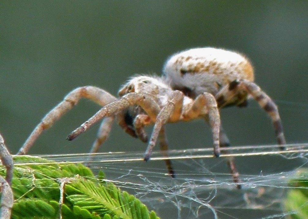 Mother African social spider becomes meal for her own spiderlings in ...