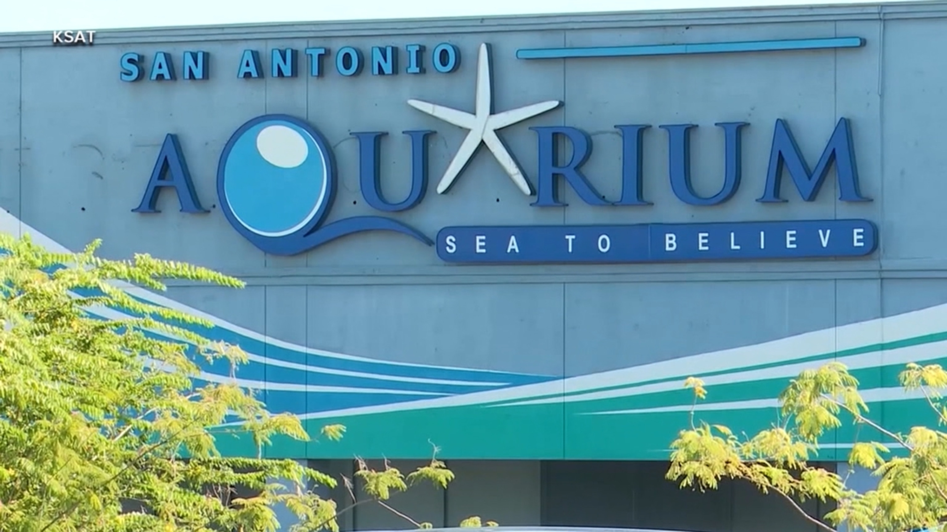 Aquarium responds after octopus hurts 6-year-old boy