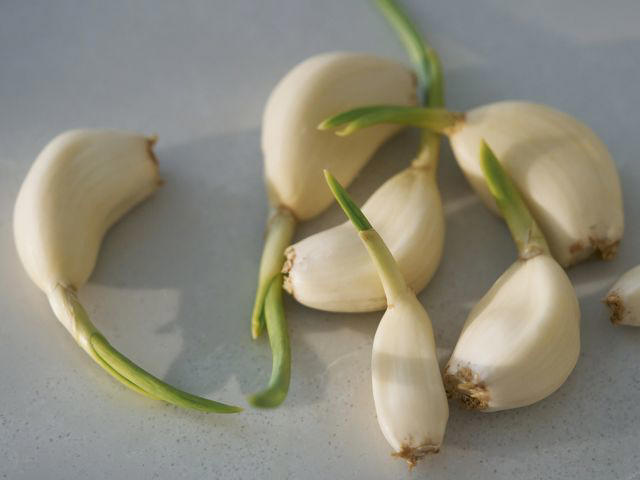 Is Sprouted Garlic Safe to Eat?