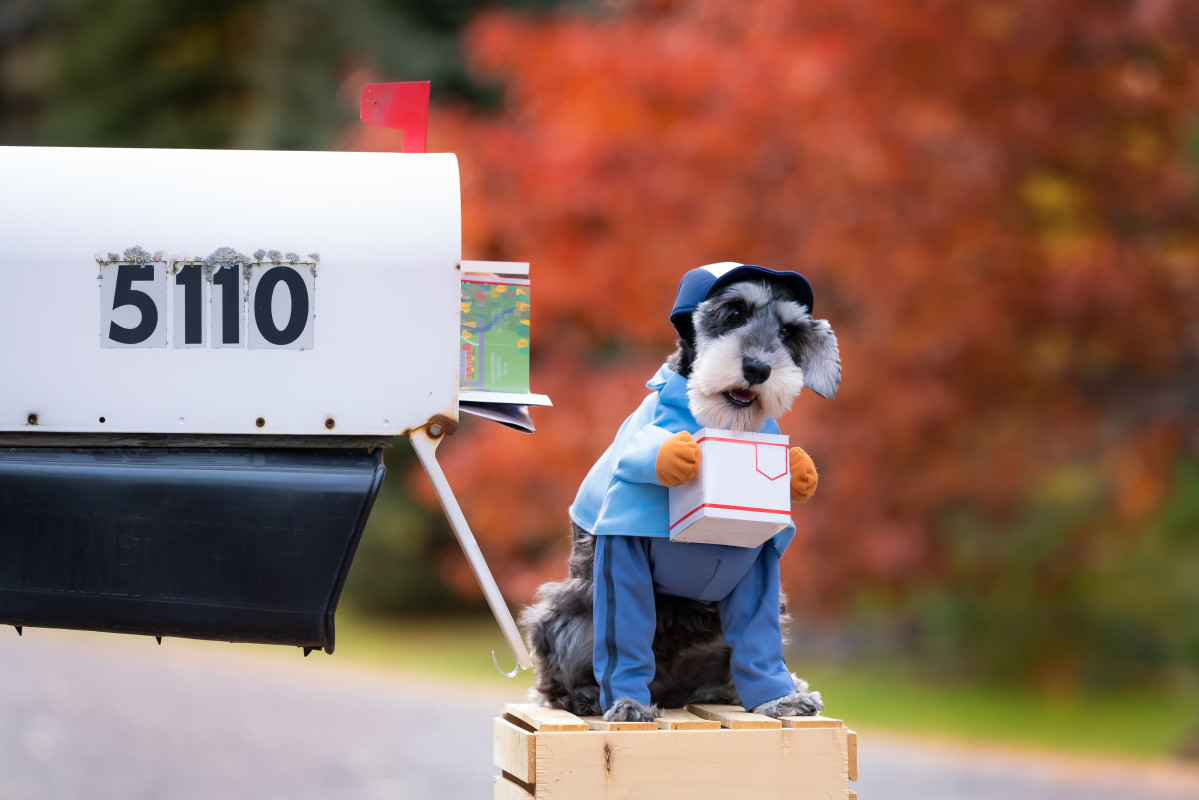 Amazon Driver Snaps Proof of Delivery Photo Where Funny Slapping Dogs ...