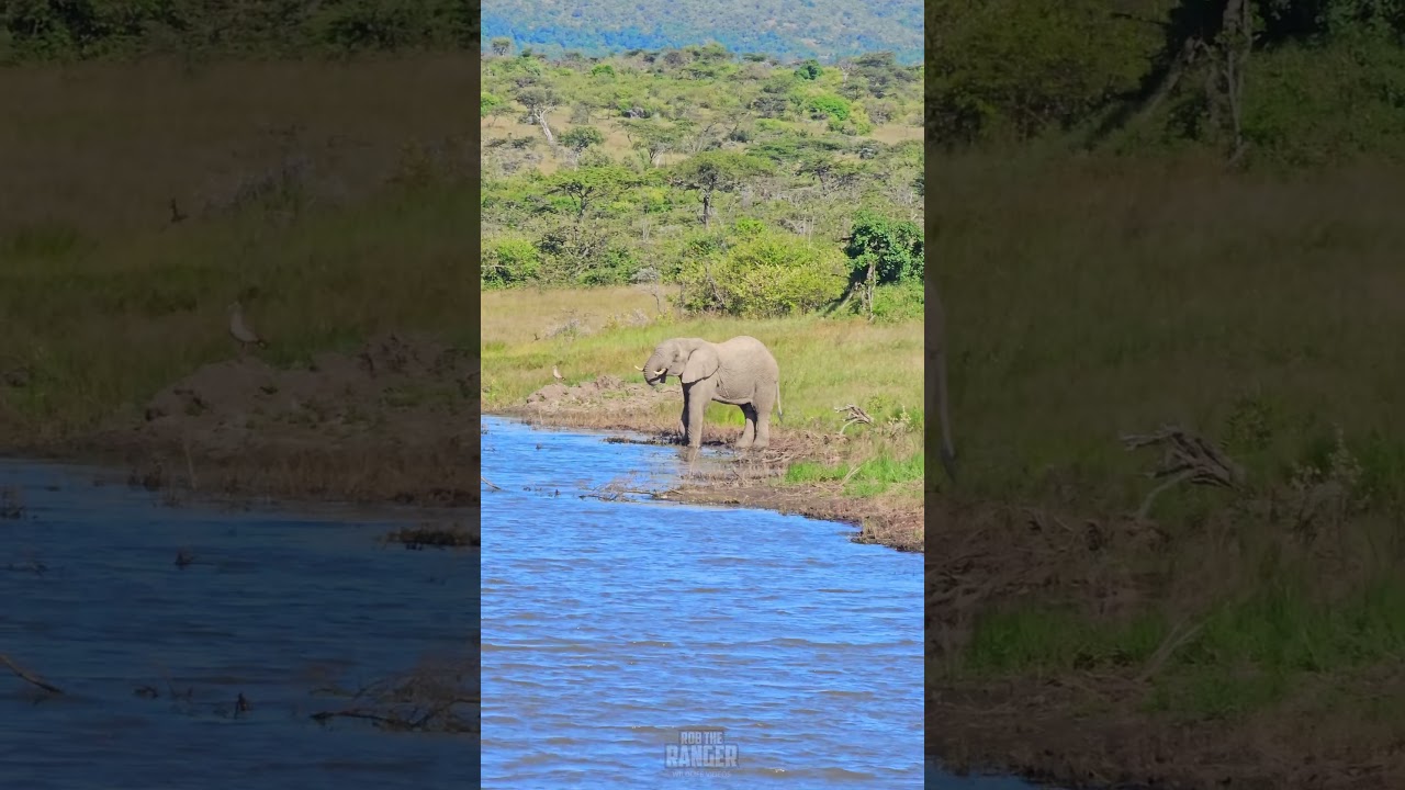 Watch Elephant Drink During Peaceful Nature Walk