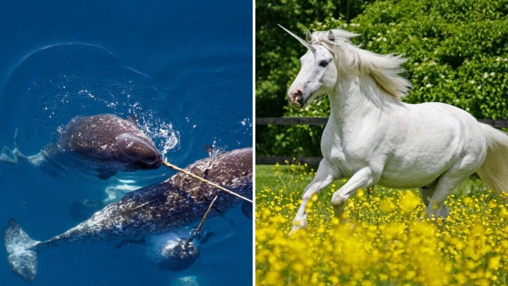 24 Real Animals That Inspired Mythical Creatures