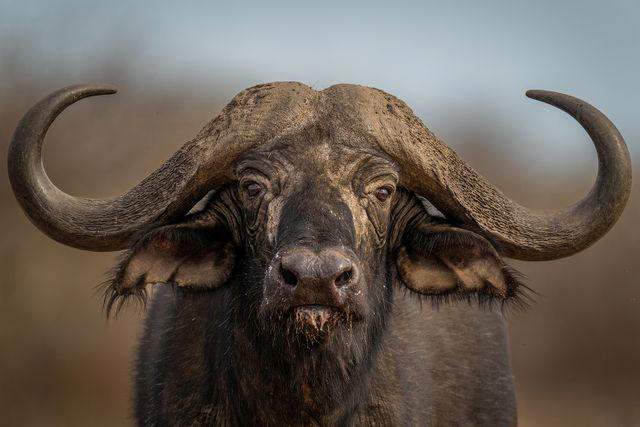 Millionaire Texas Rancher Fatally Struck by Buffalo He Was Stalking ...