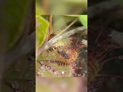 Drosera: Así cazan las plantas carnívoras con tentáculos pegajosos