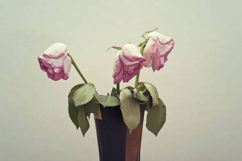 Florist's hack revives wilting roses in minutes, making them stand tall