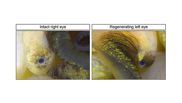 Seeing with fresh eyes: Snails as a system for studying sight restoration