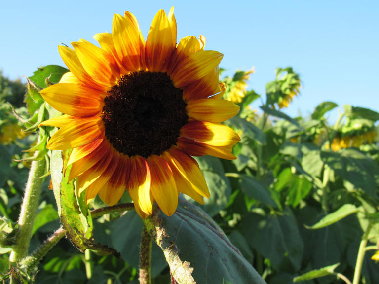 REI Engineering sunflower field opens Aug. 7 in Wausau to spread kindness