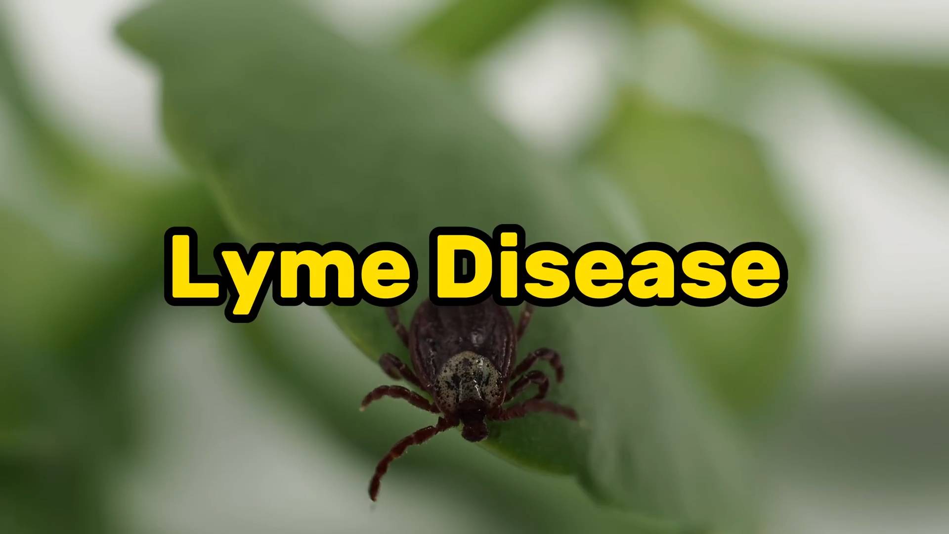 Lyme disease and ticks: causes, treatments and more