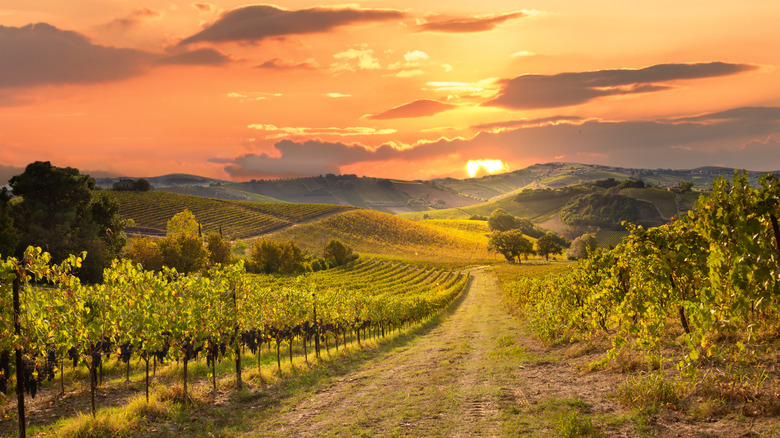 25 California Wineries Every Enthusiast Should Know
