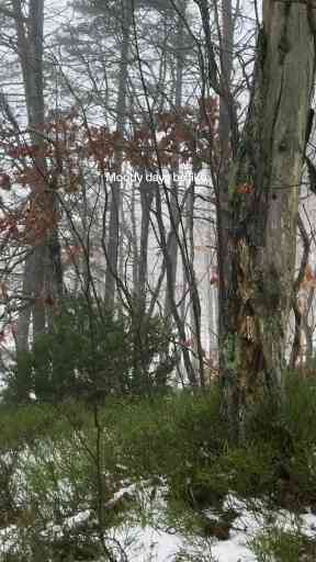 Finding Calm in Gloomy Charm