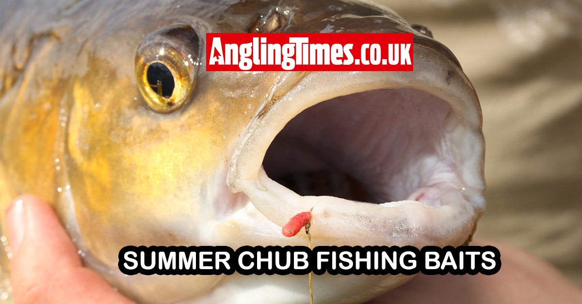 The best baits for summer chub fishing