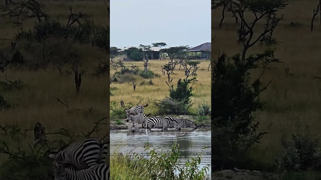 Zebra Encounter While on Foot in the Bush