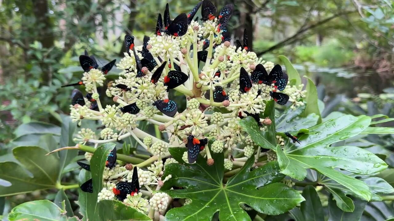 Discovering the new beginning of the Atala Butterfly on the Suncoast