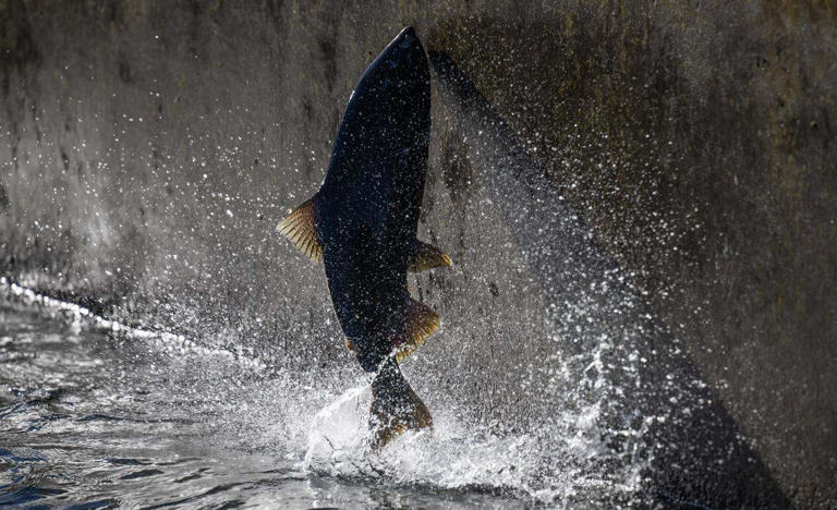 CA farmers, anglers and researchers often clash over salmon. Science ...