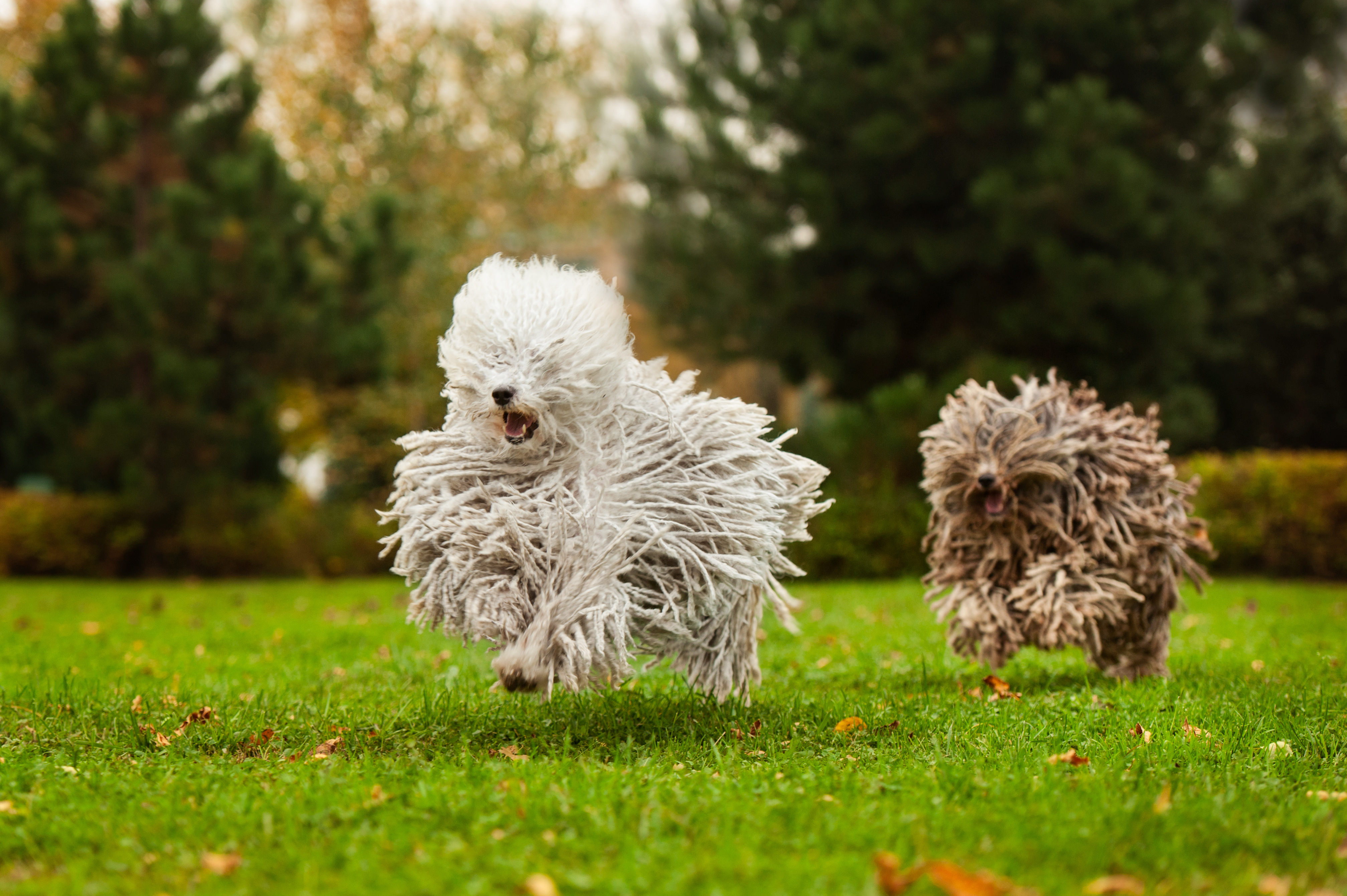 The weirdest dog breeds
