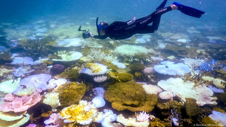 Great Barrier Reef di Ambang Krisis: Catat Rekor Kehilangan Karang
