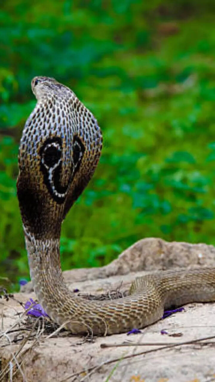 Headless, yet alive: 10 creatures who can survive after losing their head